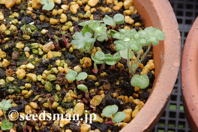 Geranium harveyi – 種まきびとブログ