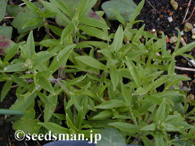 Silene repens var. apoiensis – 種まきびとブログ