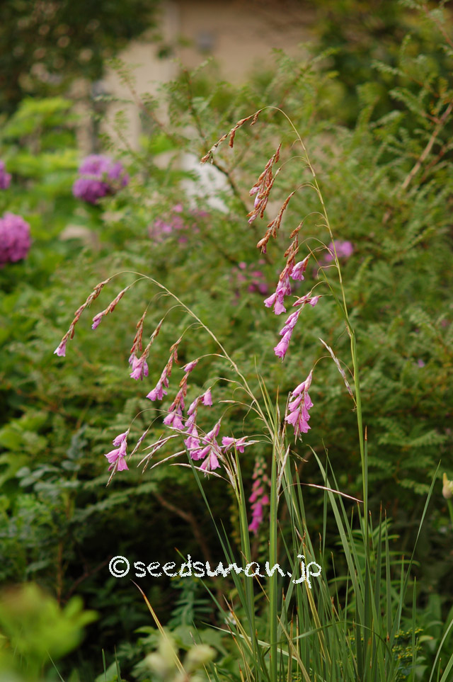Dierama dracomontanum (Angel’s Fishing Rod) – 種まきびとブログ