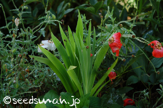 Belamcanda chinensis – 種まきびとブログ