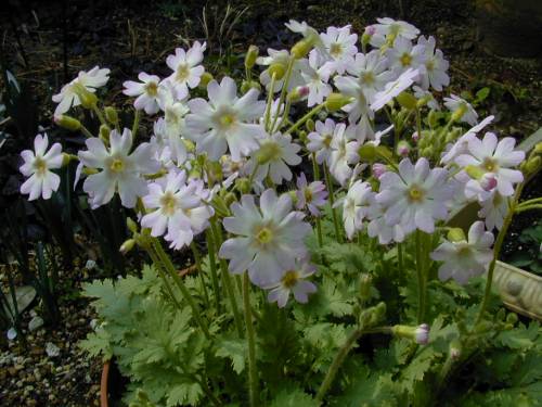 Primula filchnerae プリムラ フィルクネラエ スライドショー seedsman.jp